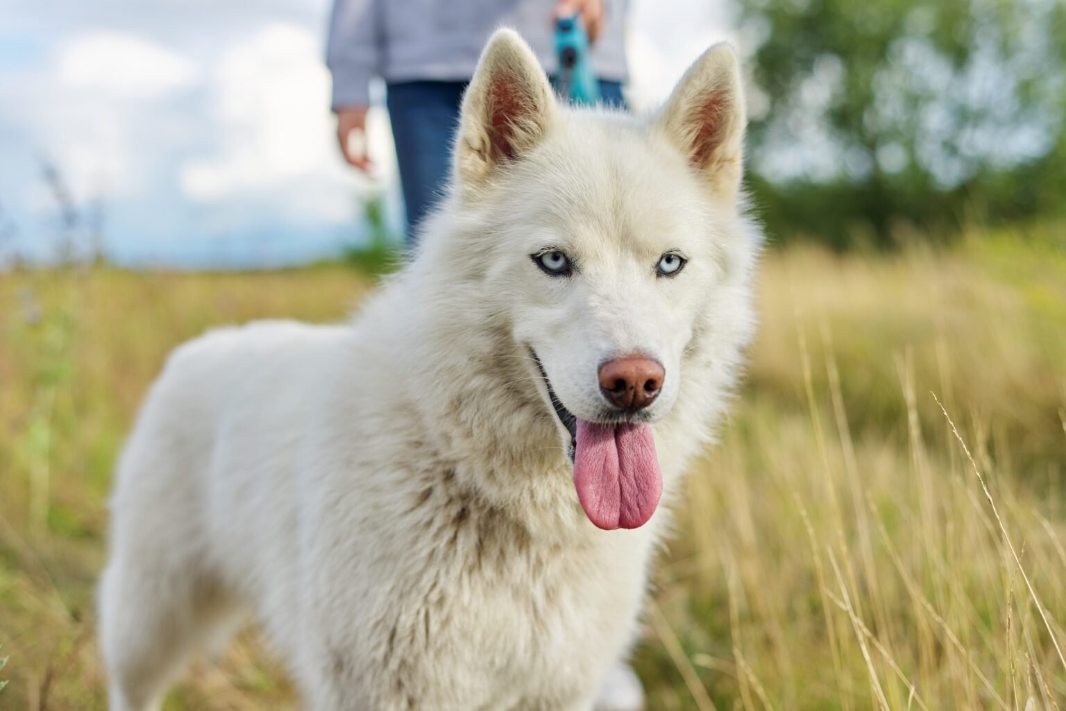 All About Huskies | Husky Website for Training, Care, and Expert ...