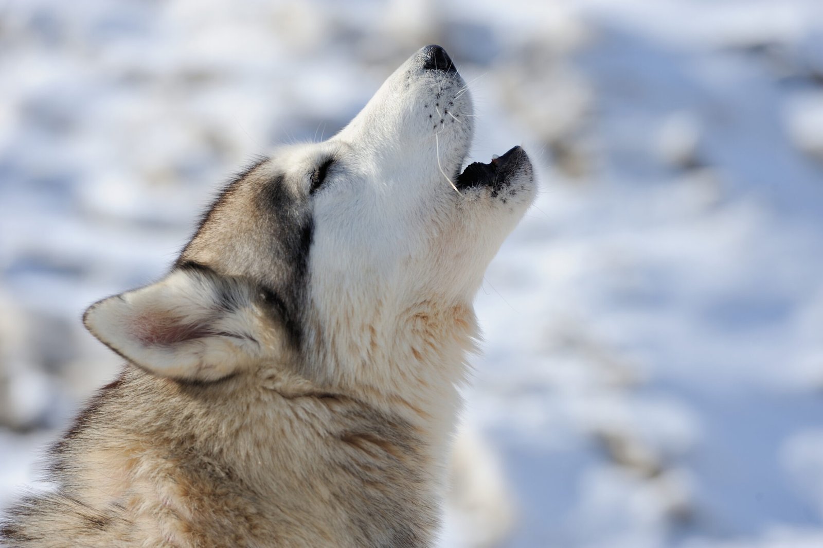 Why Huskies Howl: The Surprising Truth Behind Their Love