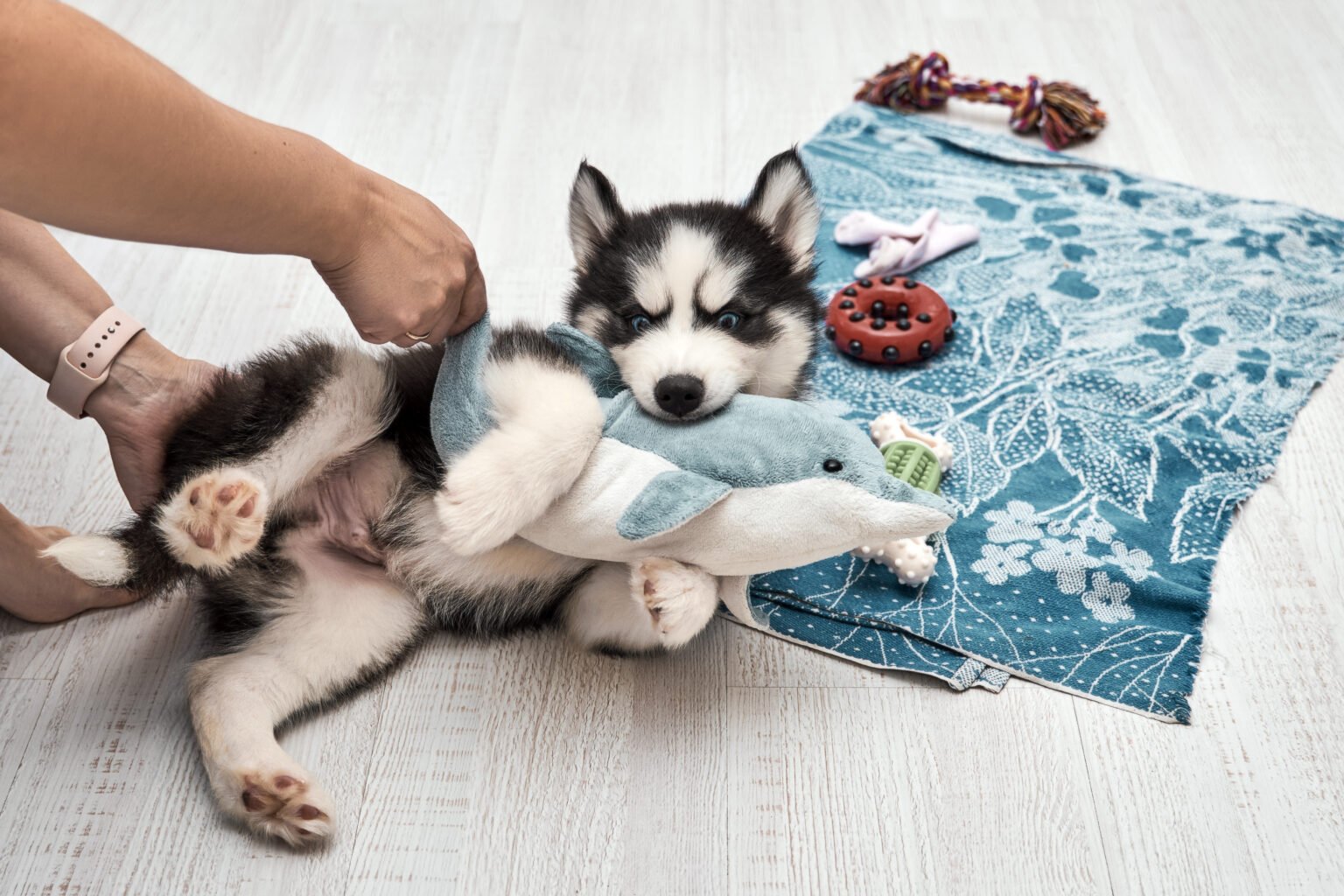 All About Huskies | Husky Website for Training, Care, and Expert ...