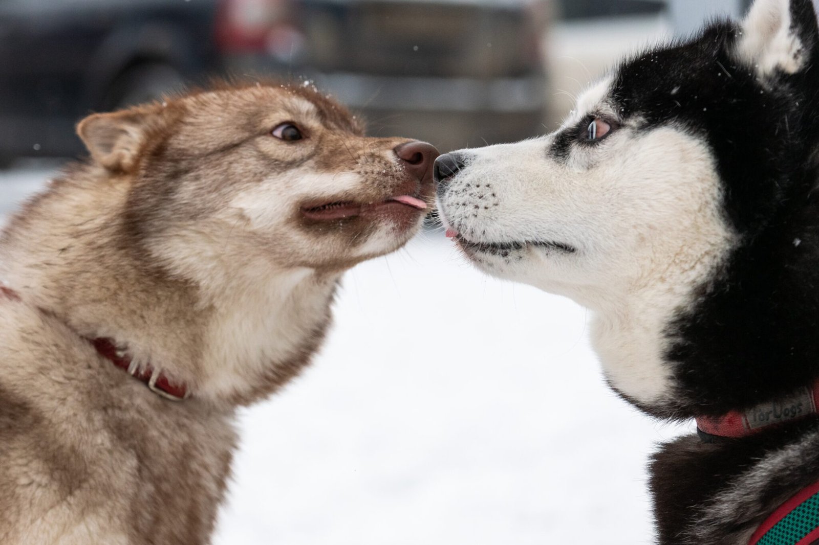 Husky vs Wolf: Full Comparison of Traits, Behavior, and Myths » Husky Union