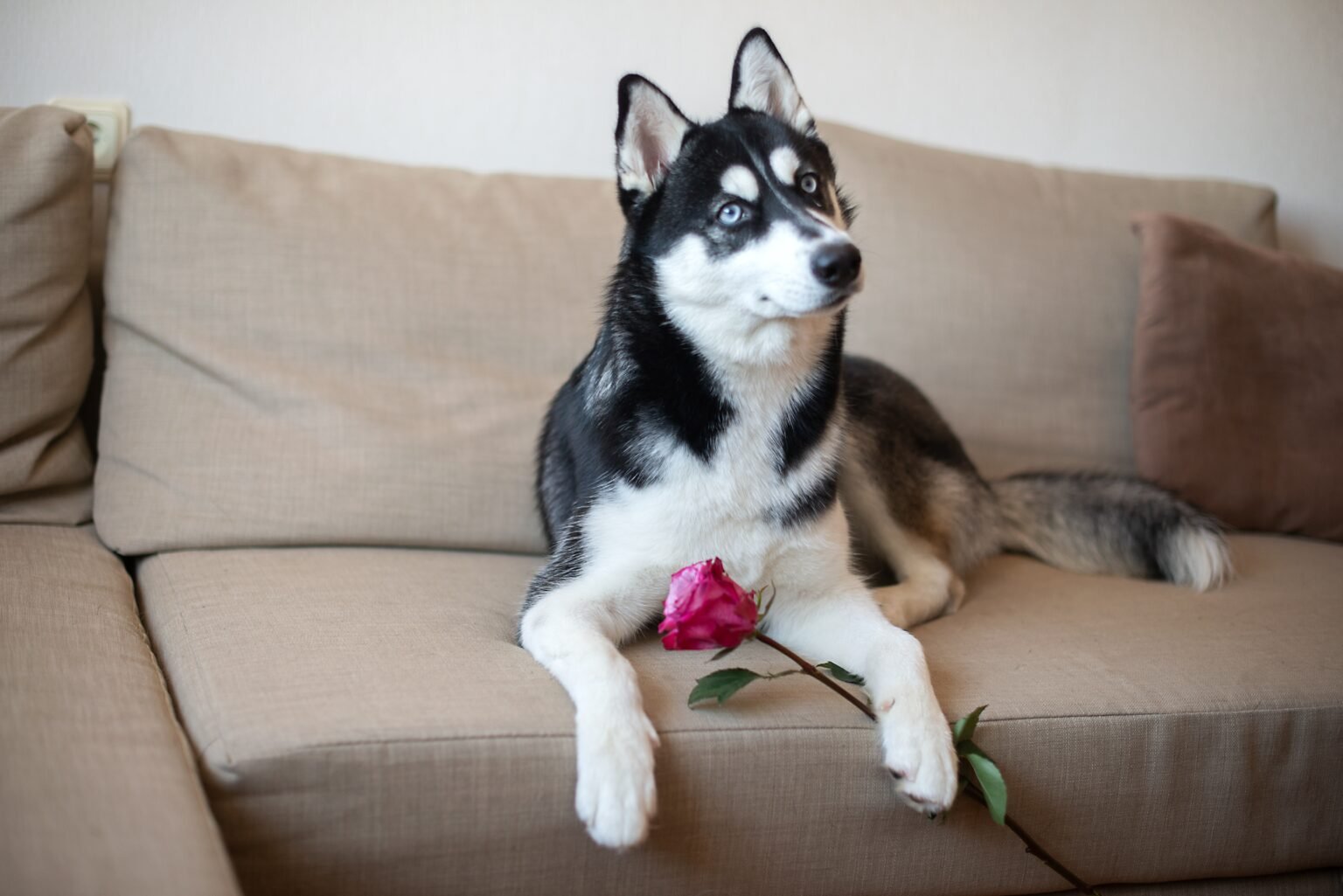 All About Huskies | Husky Website for Training, Care, and Expert ...